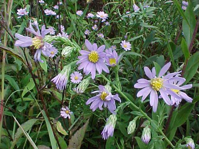 Native Pollinator Garden - Lakeside Nature Center