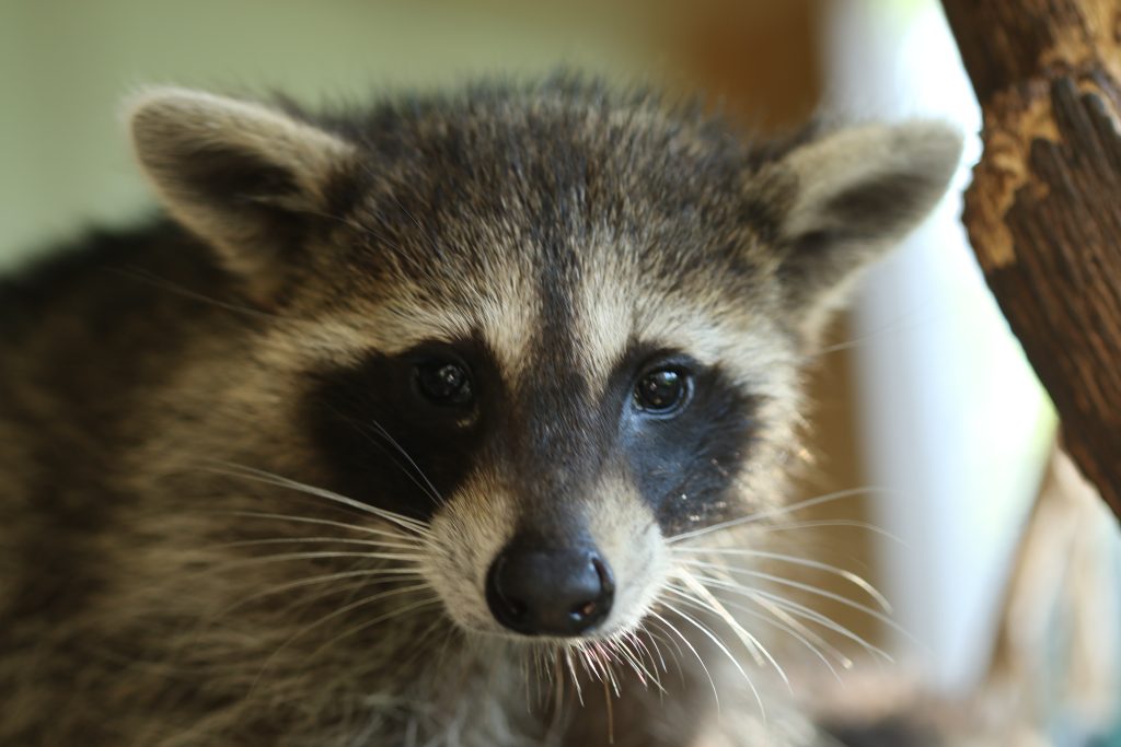 Raccoon in Need - Lakeside Nature Center