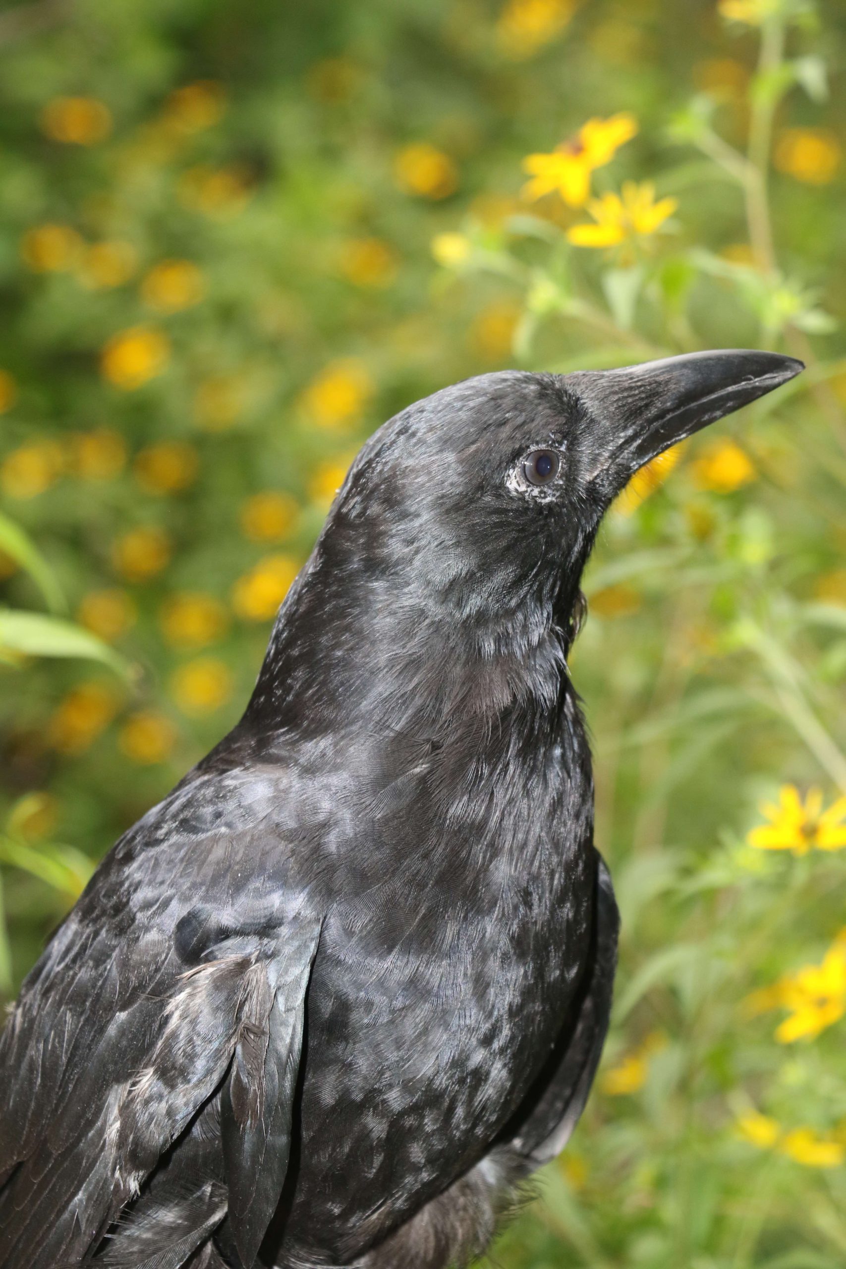 Raptor Ambassadors - Lakeside Nature Center