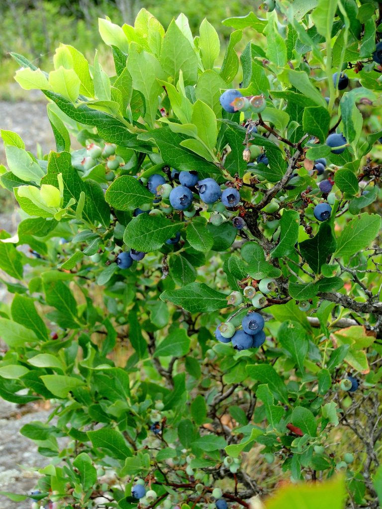 Native Pollinator Garden - Lakeside Nature Center