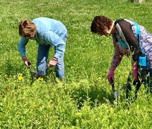 Native Garden Work Day - Lakeside Nature Center