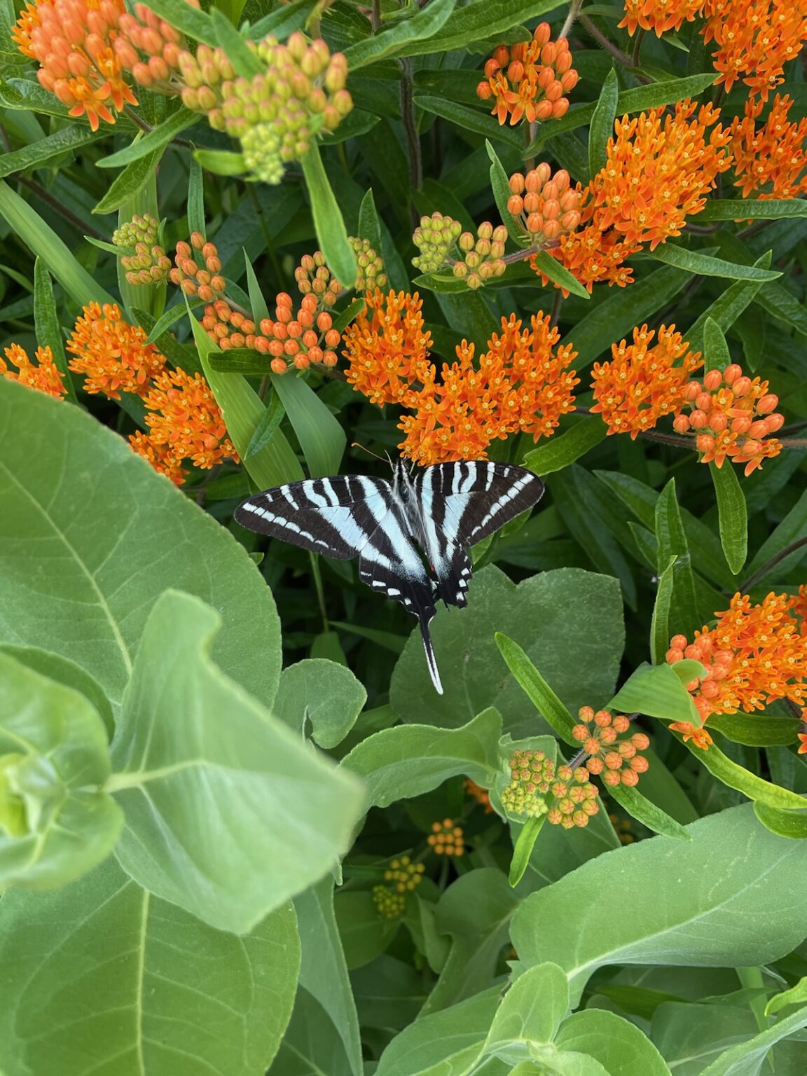 Our Story - Lakeside Nature Center
