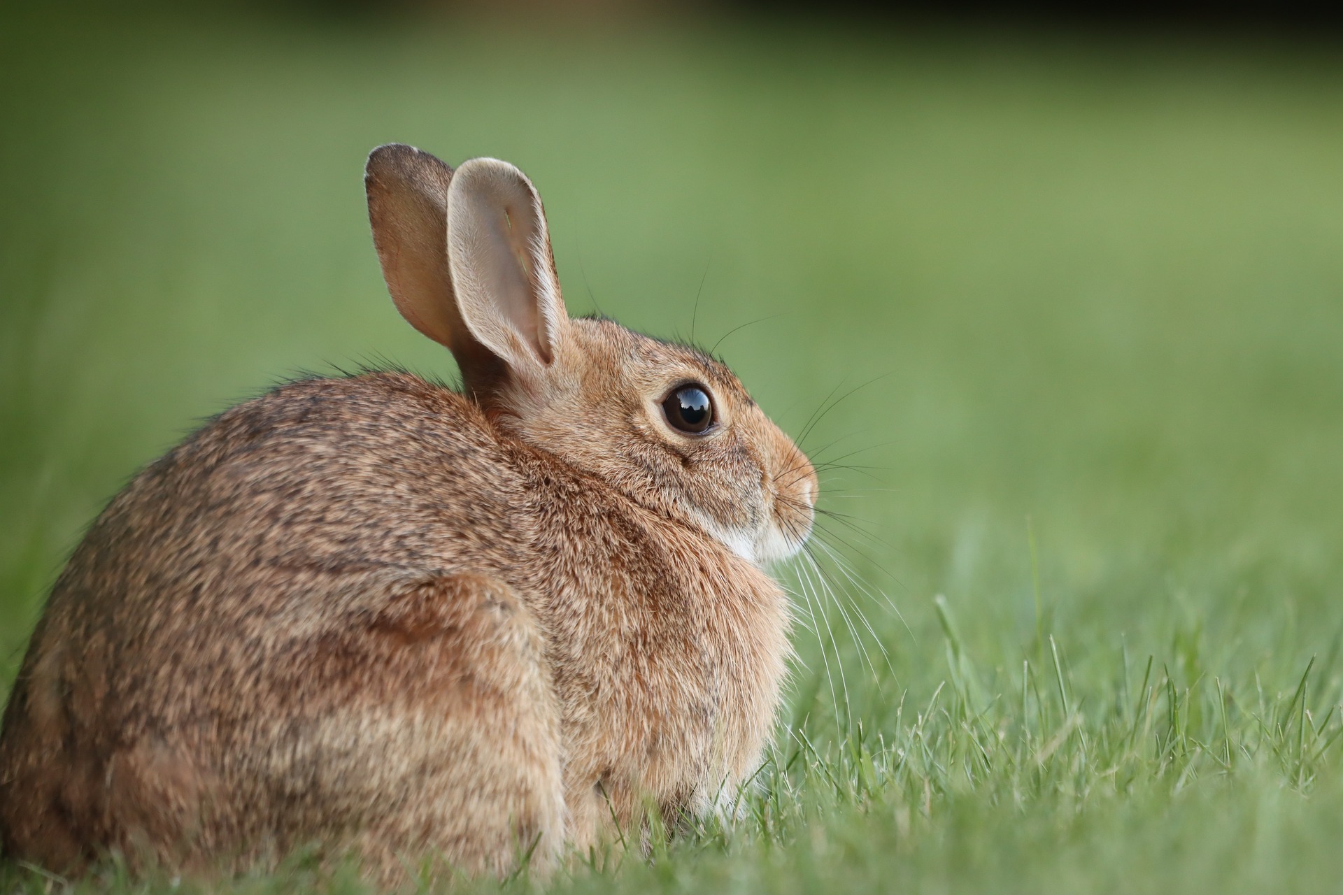 Cottontails in Need - Lakeside Nature Center
