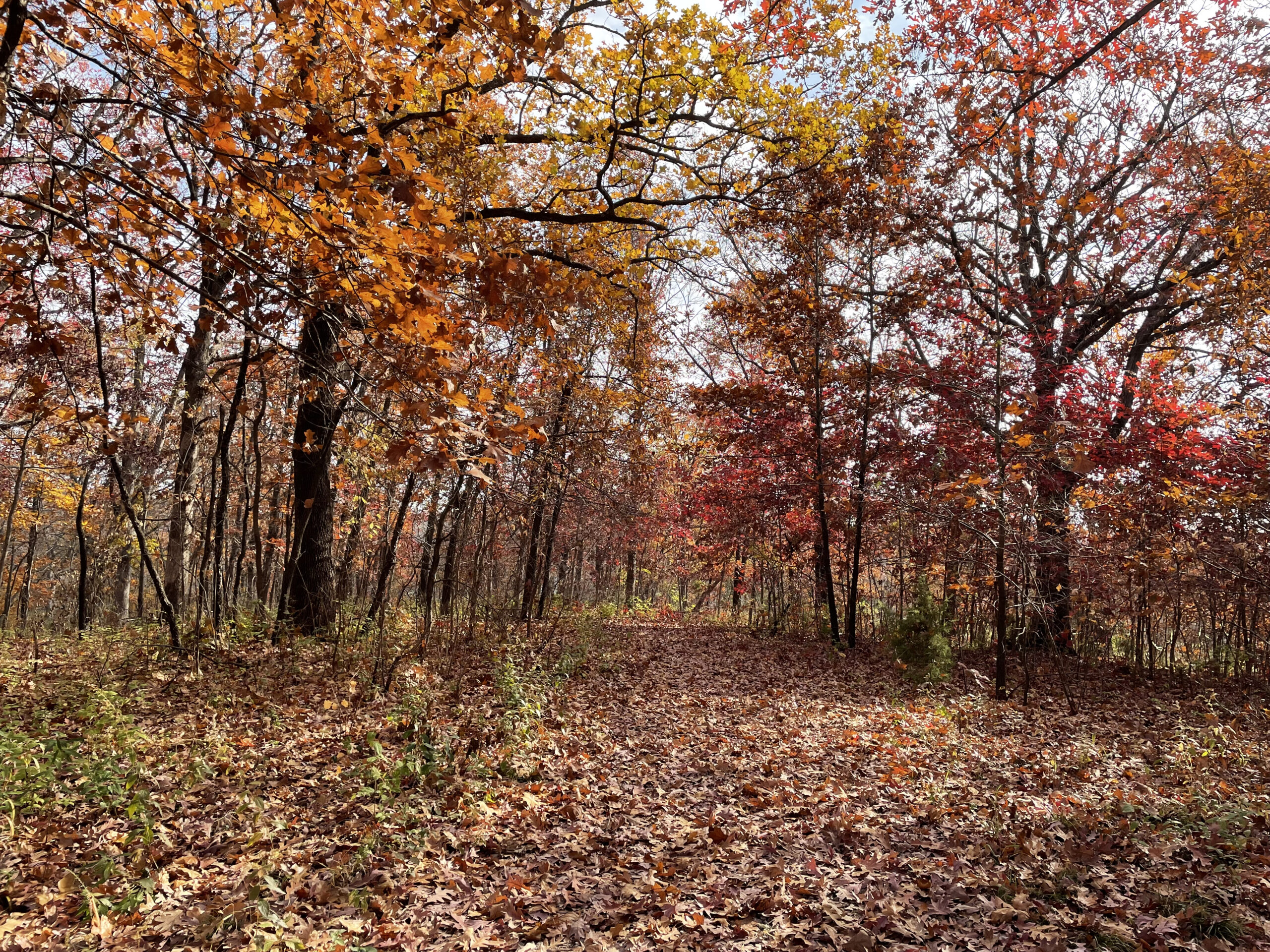 Fox Hollow Trail - Lakeside Nature Center