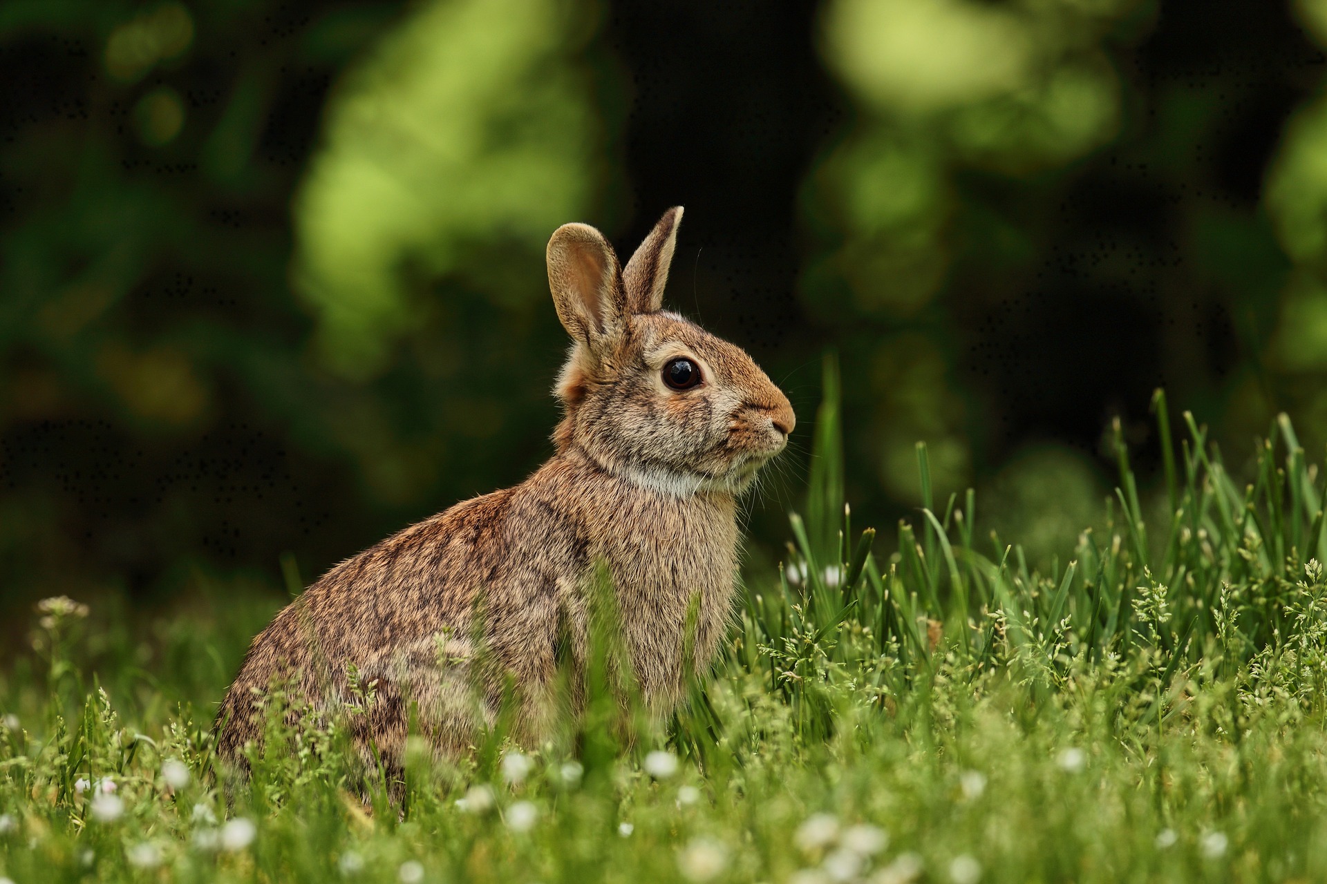 Cottontails in Need - Lakeside Nature Center