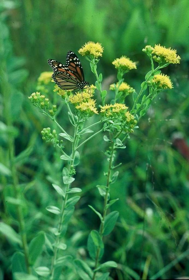 Native Pollinator Garden - Lakeside Nature Center